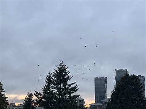 Crow Flies Parallel To A Moving Train And On The Way Grabs A Biscuit
