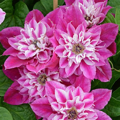 Video Tutorials Clematis Źródło Dobrych Pnączy