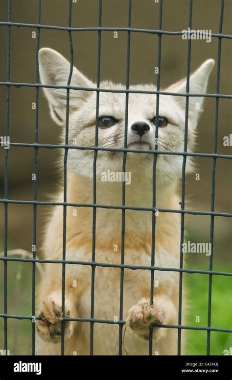San Joaquin Kit Fox Vulpes Macrotis Mutica Captive Bakersfield