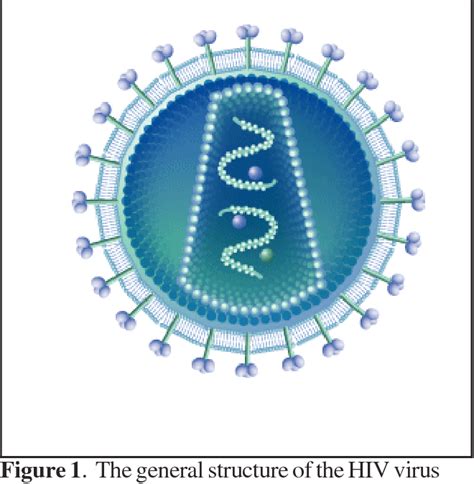 Virus Diagram Unlabeled