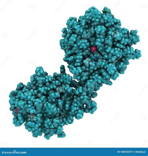 Matrix Metalloproteinase 12 Mmp 12 Macrophage Elastase Enzyme Mmps Are Proteases Involved In