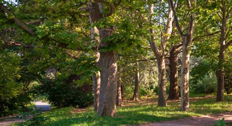 Different Types Of Sycamore Trees Varieties And Species To Know About Embracegardening