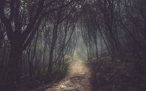 [200 ] Dark Forest Backgrounds