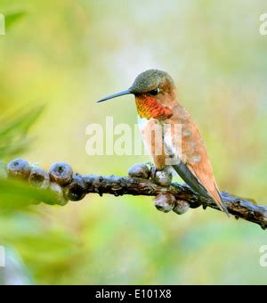 Portrait Of A Colorful Hummingbird Perched On A Railing Against Cloudy