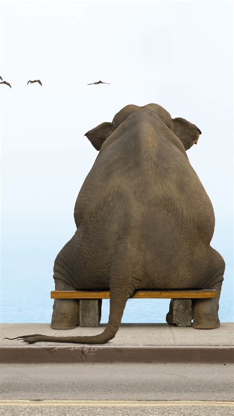 Elephant Sitting On The Bench Backiee