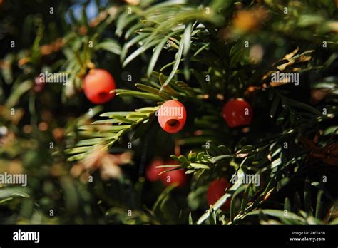 Taxus Baccata European Yew Conifer Shrub With Poisonous Red Berry