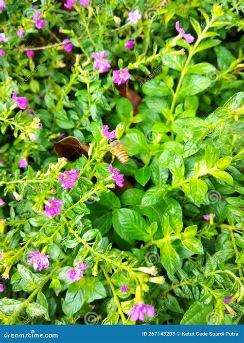 Honey Bees Sucking Nectar From Small Purple Flowers Stock Image Image Of Small Nectar 267143203