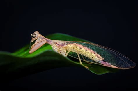 Neuroptera Ausemade