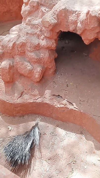 حيوان ابو شوك 🦔 في حديقة حيوانات الاسكندرية Explore قرآن Shorts