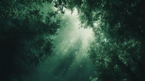 Dark Green Forest Background