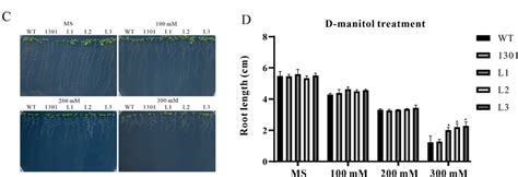 Germination Assay And Root Length Analysis Of Zmsap8 Transgenic
