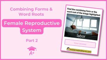 Common Word Roots For Female Reproductive System Part Master Medical Terms