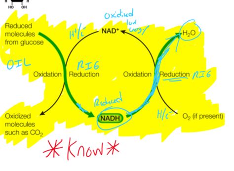 Gen Bio Ii Chapter 9 Cellular Energy Cellular Respiration Exam 2