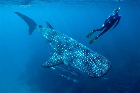 Whale Shark Swimming And Isla Mujeres Beach Tour Discover City
