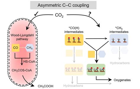 C C Coupling [image] Eurekalert Science News Releases