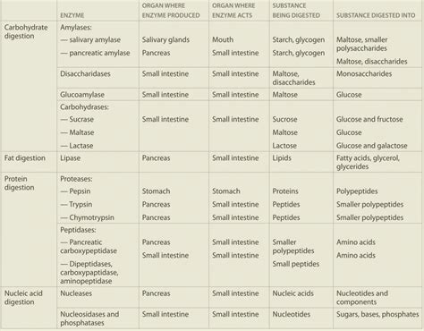 Table Of Digestive Enzymes