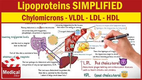 Pharmacology Cvs 27 Lipoproteins Cholesterol And What Are Chylomicrons Vldl Ldl And Hdl