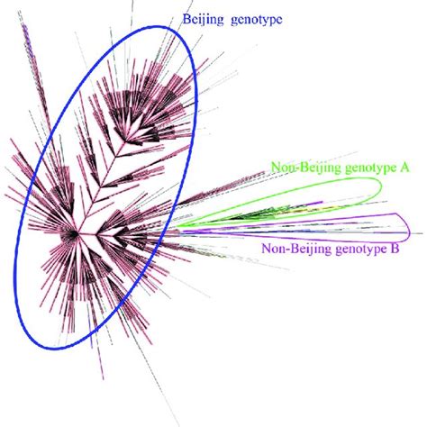 Minimum Spanning Tree Showing The Clustering By 12 Locus Bj Vntr Of