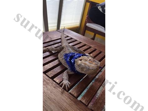 YetİŞkİn Erkek Sakalli Ejder