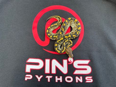 Chocolate Special Het Clown Possible Red Stripe Ball Python By Pins