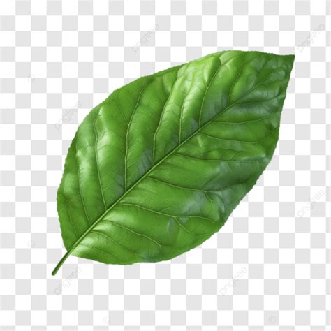 Green Spinach Leaf With Blurred Background Blurred Background Leaf