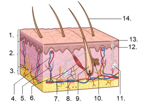 Integumentary System Labeling Diagram Quizlet