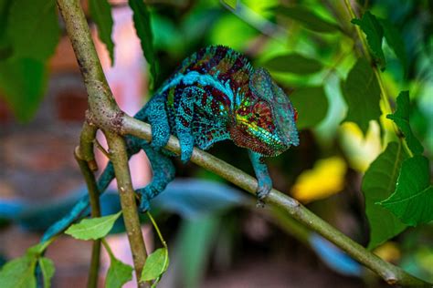 Scientific Classification Of Chameleon A Perfect Guide My Chameleon