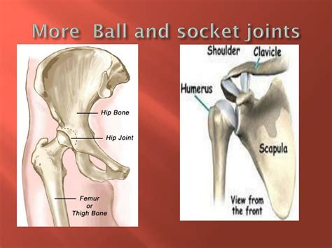 Where Is The Ball And Socket Joint