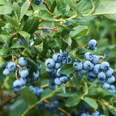 Denise Blue Zeldynaisodui Lt