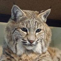 LF Special Cats RipperStore Forums