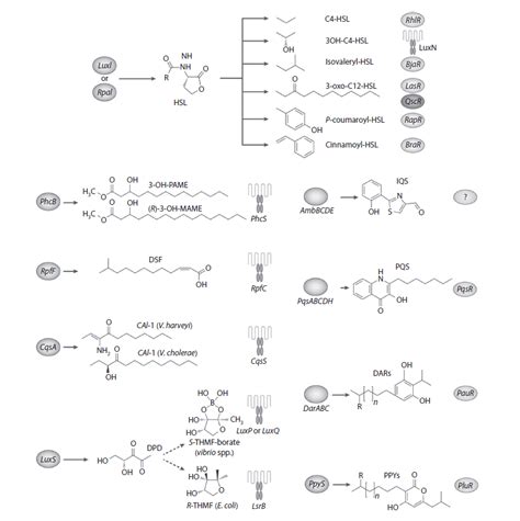 Quorum Sensing In Gram Negative Bacteria Biology Ease