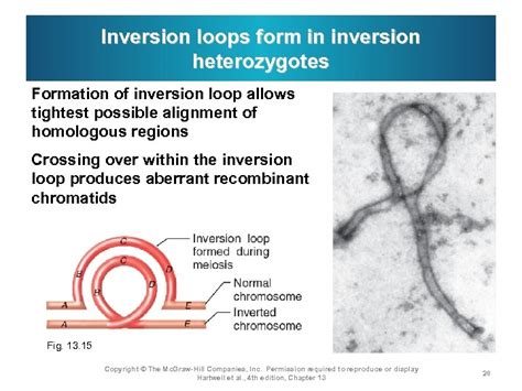 Power Point To Accompany Genetics From Genes To