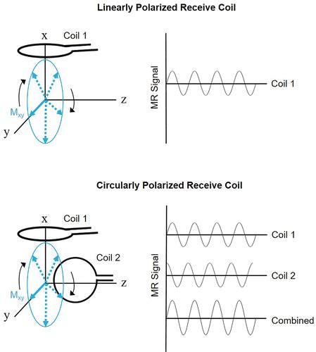 Basic Principles Of And Practical Guide To Clinical Mri Radiofrequency