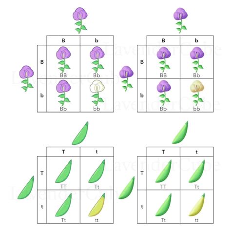 Mendels Pea Plants Punnett Squares Worksheet
