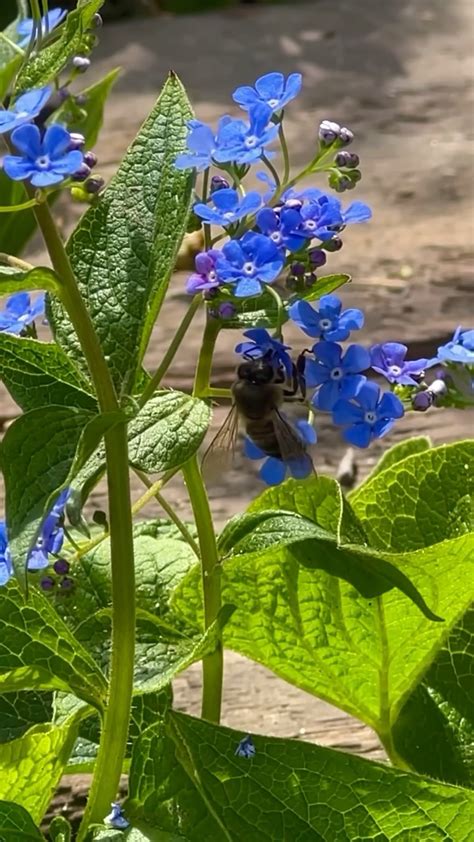 ლავანდა Gardeniashevardnadze ვიდეოგაკვეთილი ნათიამახათაძე Gardenia Shevardnadze • გარდენია