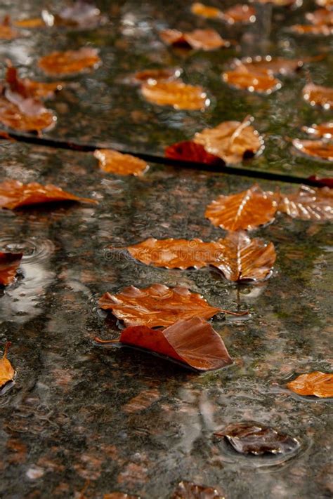 Fall Raindrops Falling Into Puddle With Autumnal Leaves Hello Fall