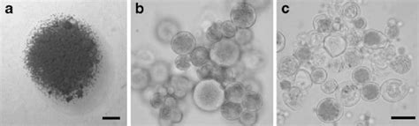 Control Colony After 1 Mo A Bar3 Mm Algal Cells Of Control Colony