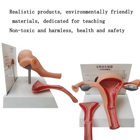 Female Reproductive System Anatomy Model Drtobe