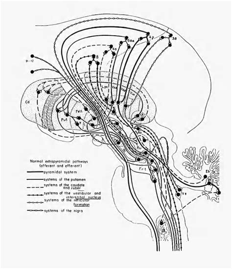 Table 1 From Extrapyramidal System Motor Ganglia And Movement Disorders Semantic Scholar