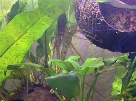 Java Fern Babies Look Weird Rplantedtank