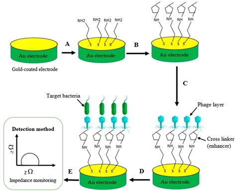 Bacteriophage Based Biosensors A Platform For Detection Of Foodborne Bacterial Pathogens From