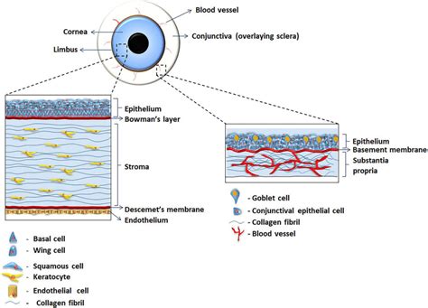 Illustration Of The Human Ocular Surface Showing The Anatomy Of Human Download Scientific