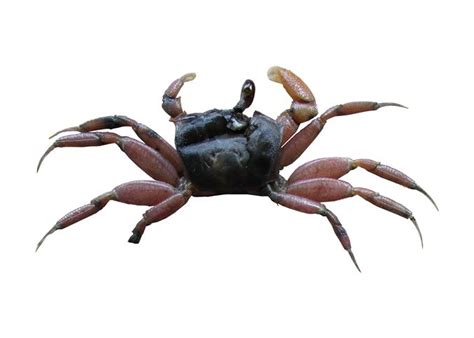 Ocypode Macrocera Marine Biodiversity Portal Of Bangladesh