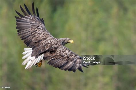 금호 근처 북부 핀란드의 숲과 함께 비행하는 흰색 꼬리 독수리 흰꼬리수리 흰죽지참수리에 대한 스톡 사진 및 기타 이미지 흰꼬리수리 흰죽지참수리 흰죽지참수리 독수리
