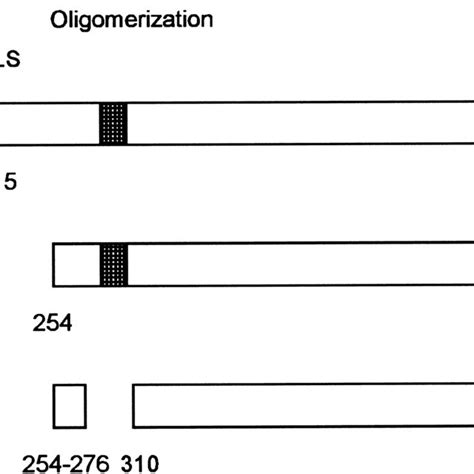 schematic representation and expression of the wt and mutant forms of