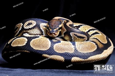 Royal Python Python Regius Stock Photo Picture And Rights Managed