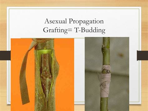 Ppt Plant Reproduction Techniques Sexual Vs Asexual Propagation