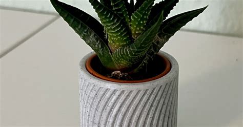 Small Planters 35mm By Hendrik Download Free Stl Model