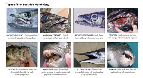 Teeth Identification London Clay Fossils