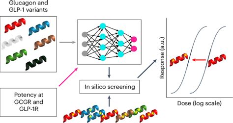 Machine Learning Designs New Gcgr Glp 1r Dual Agonists With Enhanced